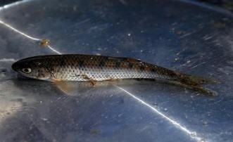 Freshwater Fish – Advance Fishery Ltd.