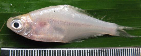 Freshwater Fish – Advance Fishery Ltd.