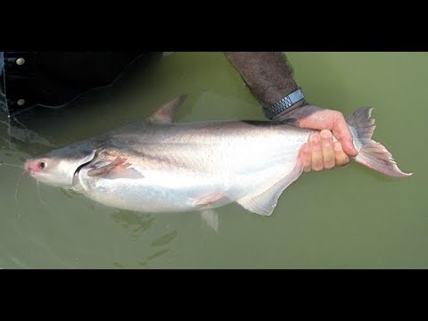 Freshwater Fish – Advance Fishery Ltd.
